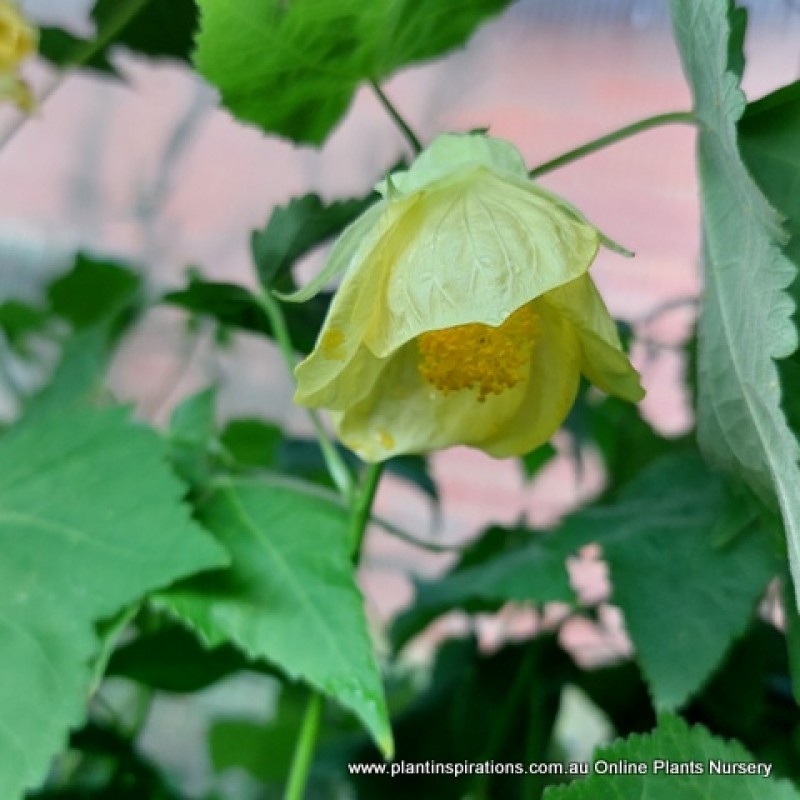 Chinese Lantern Yellow 1 Plants Deciduous Abutilon hybridum aurea