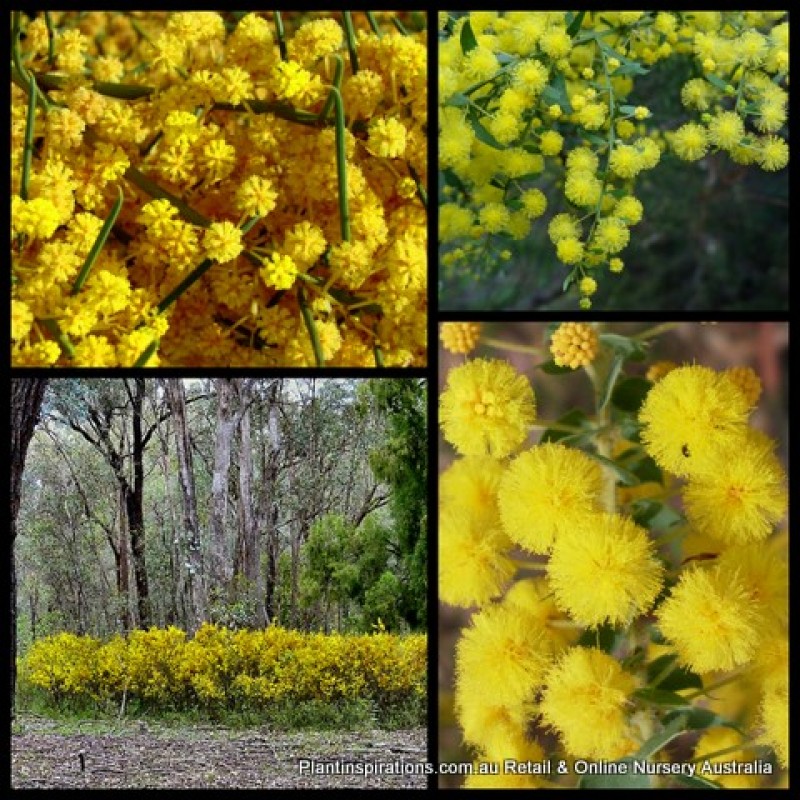 Acacia Gold Dust Wattle x 1 Plant Fast Native Yellow Flowering Shrubs ...
