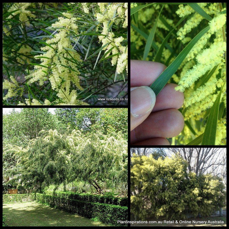 Acacia Gossamer Wattle 1 Plants Native Trees floribunda