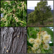Plantinspirations Online Nursery - Australian Natives - Acacia/Wattle