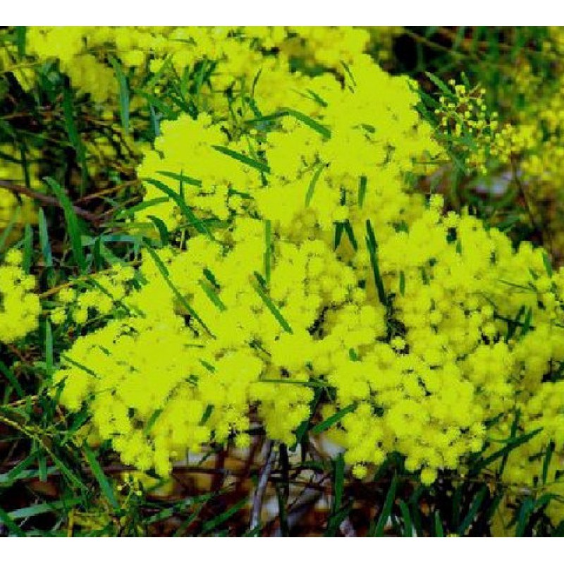 Acacia Fringed Wattle x 1 Plant Weeping Brisbane Golden Flowers Native ...