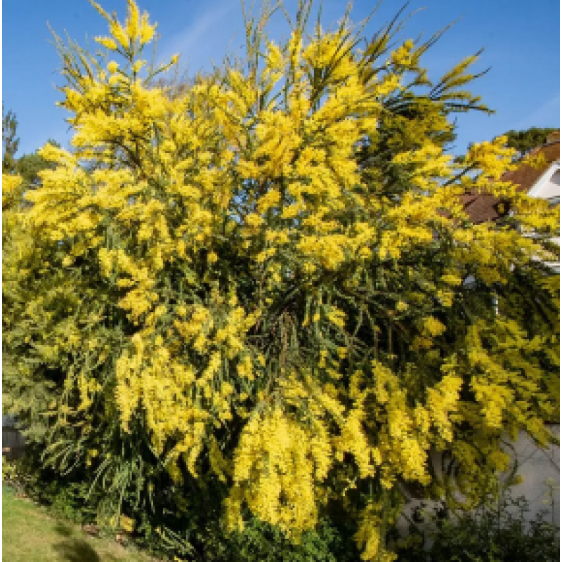 Acacia Ovens Wattle x 1 Plants Wedge leaved Fast Native Yellow ...