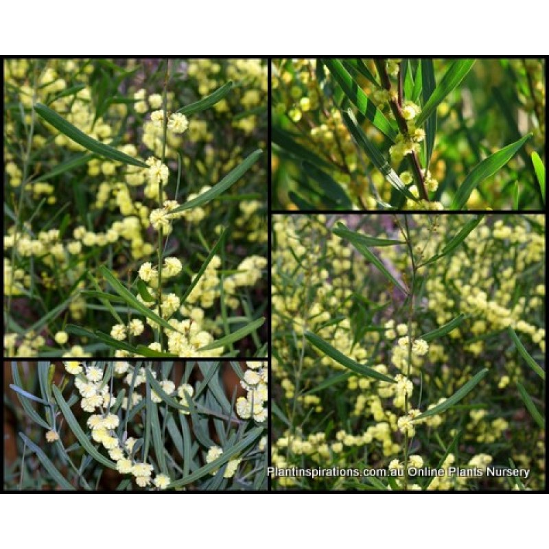 Acacia Hop Wattle 1 Plants Fast Native Shrubs Trees stricta