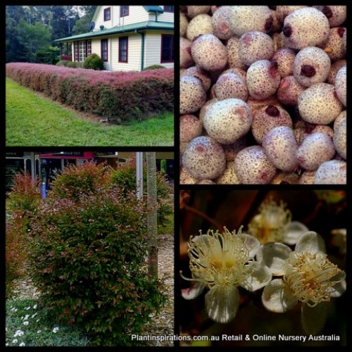 Midgenberry 1 Plants Native Edible Midyim Austromyrtus dulcis