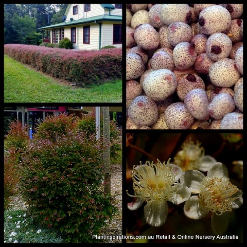 Midgenberry 1 Plants Native Edible Midyim Austromyrtus dulcis