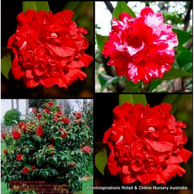 Camellia Beni-arajishi x 1 Plants Double Red Peony Flowering Cottage ...