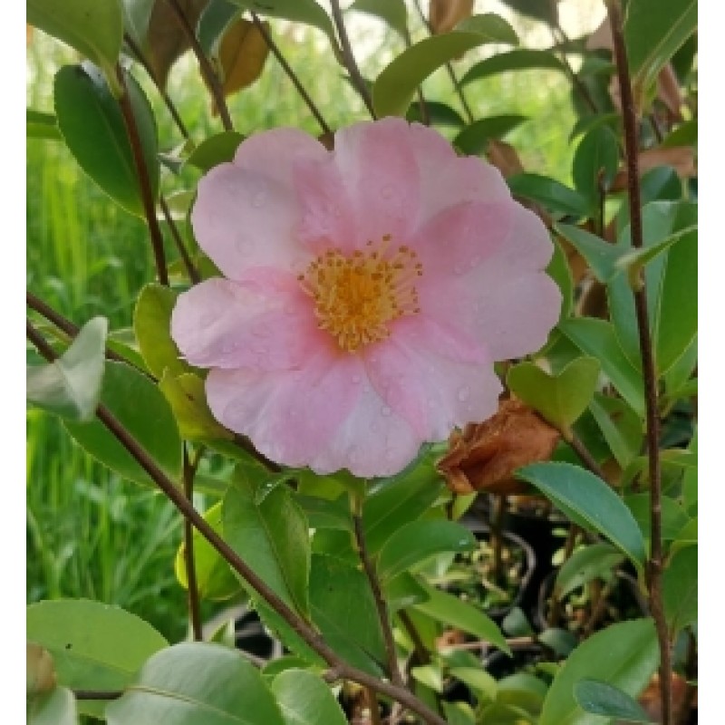 Camellia Enid Alice x 1 Plants Sun Tolerant Light Soft Pink Flowering ...