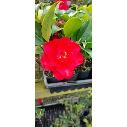 Camellia Midnight Red 1 Plants Flowering Japonica Shade Flowers ...
