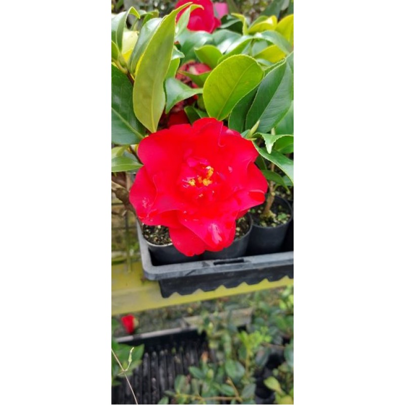 Camellia Midnight Red 1 Plants Flowering Japonica Shade Flowers ...