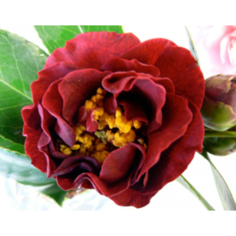 Camellia Bob Hope 1 Plants Red Flowering japonica Shade Flowers