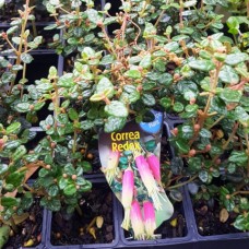 Plantinspirations Online Nursery - Australian Native Plants