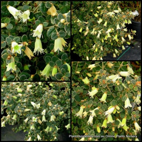 Correa reflexa Small Leaf Dwarf 1 Native Fuchsia Hardy Shrub