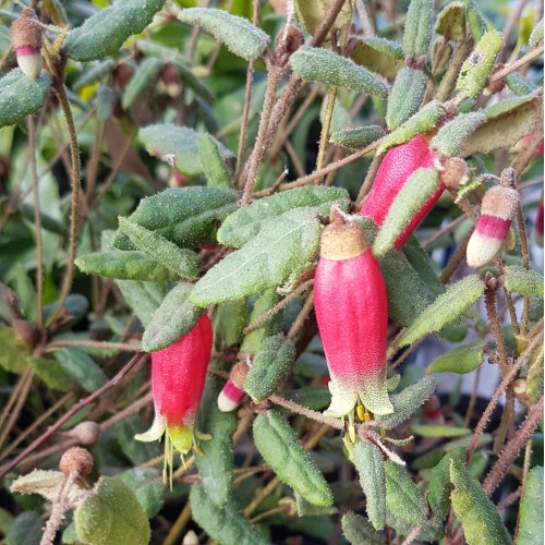 Correa Fat Fred 1 Plant Native Flowering Reflexa Speciosa | Small ...