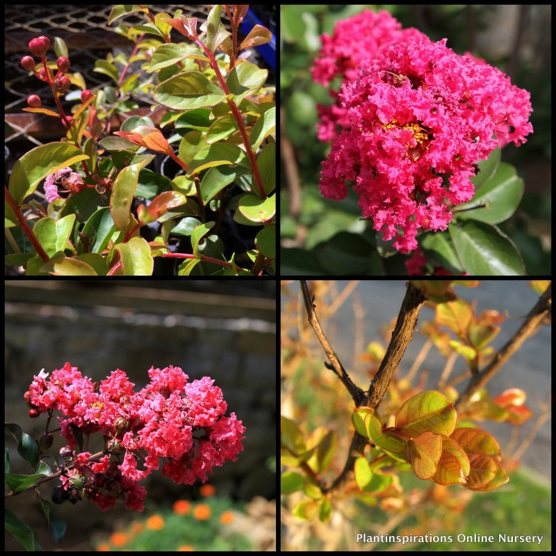 Lagerstroemia Indica Zuni