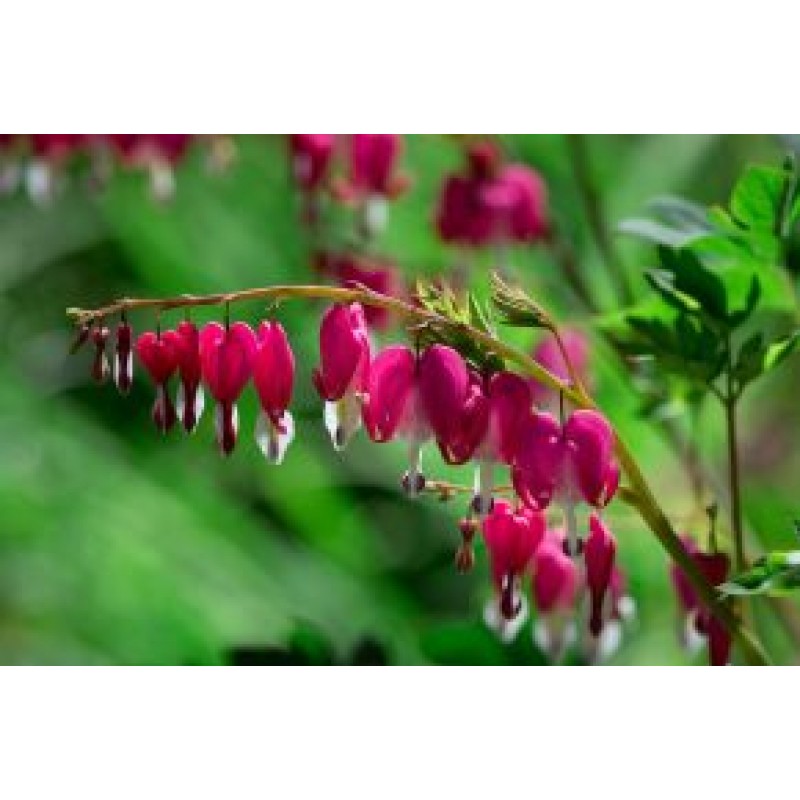 Bleeding Heart 1 Plants Shade Shrubs Dicentra Spectabilis | Bleeding ...