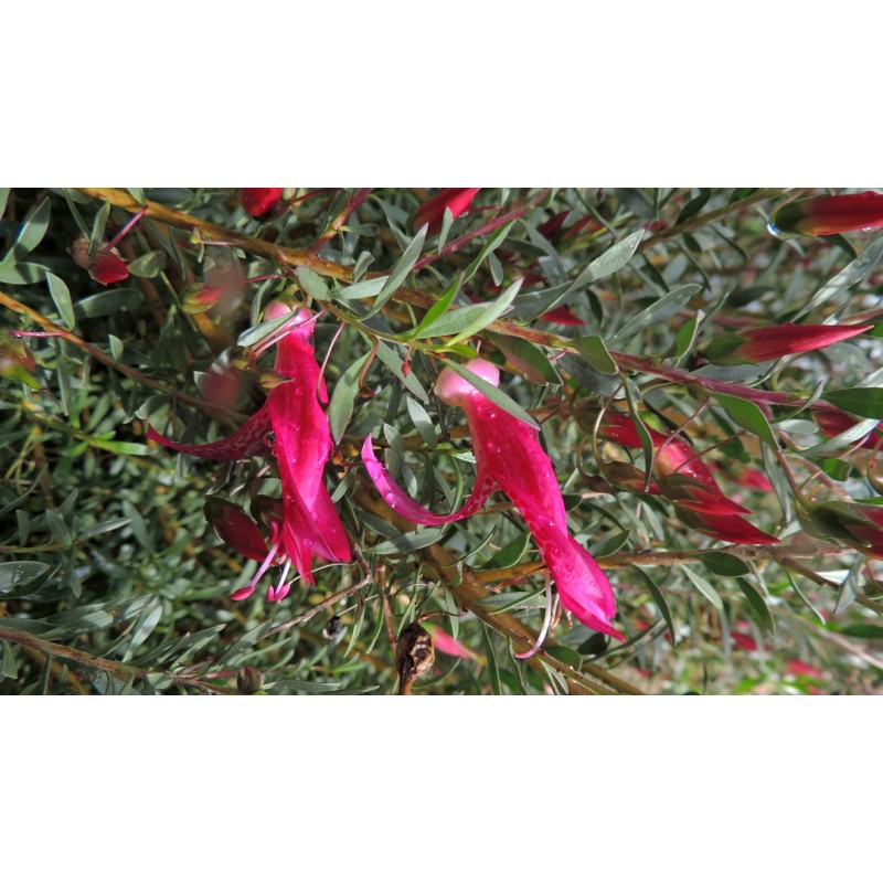 Eremophila maculata brevifolia 1 Plants Emu Bush Red Flowering