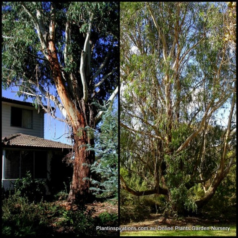 Eucalyptus White River Peppermint Gum 1 Plants Flowering elata