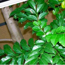 Plantinspirations Online Nursery - Trees