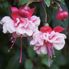 Plantinspirations Online Nursery - Hedges Screening Hedging Screen ...