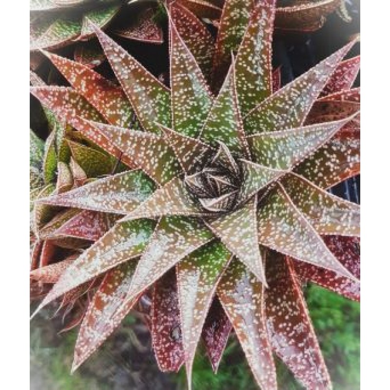 Gasteria Flow 1 Plants Succulents Aloe Indoor Ox Tongue
