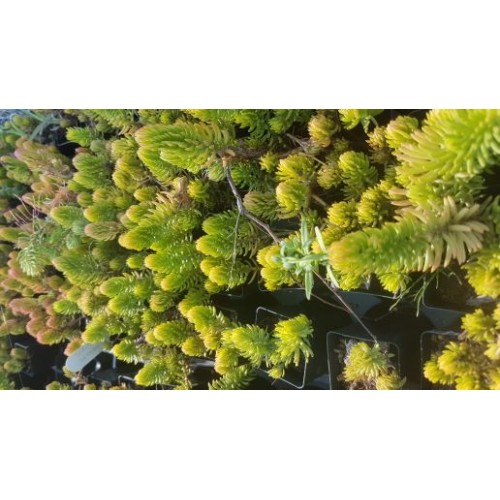 Sedum Lemon and Lime x 1 Succulents Plants Golden Stonecrop Green ...