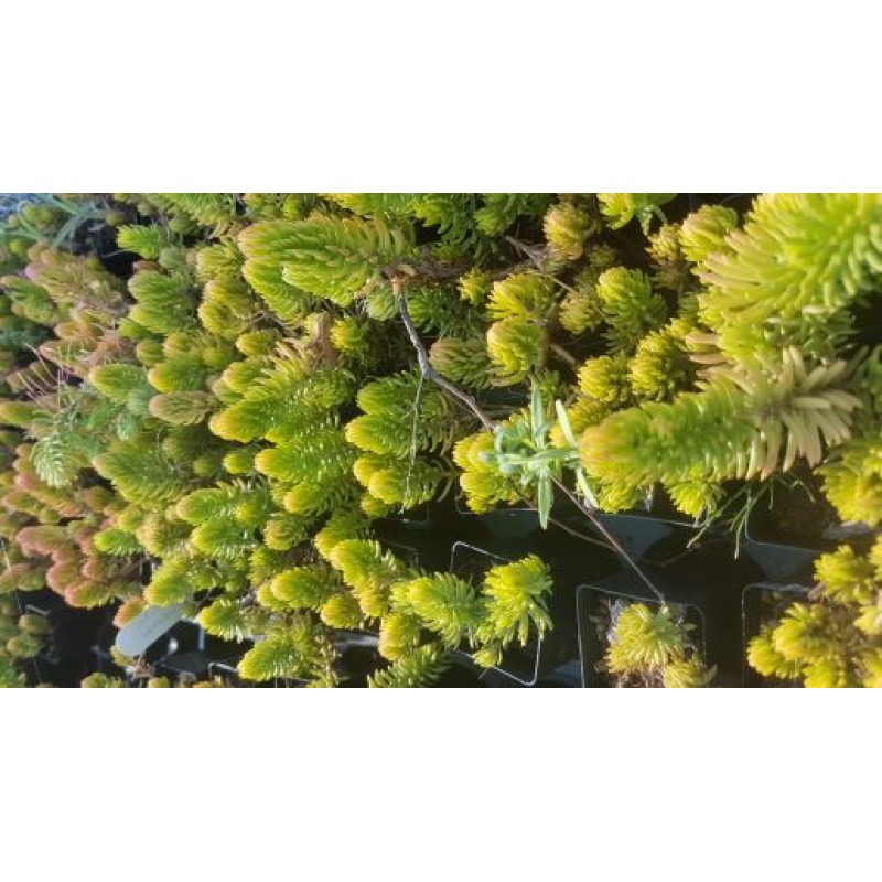 Sedum Lemon and Lime x 1 Succulents Plants Golden Stonecrop Green ...