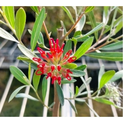 Grevillea Red Olive 1 Plants Hardy Native Shrubs olivacea