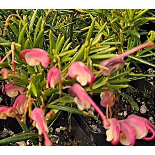 Grevillea rosmarinifolia Nana 1 Plants Dwarf Red Flowering Rosemary Shrubs