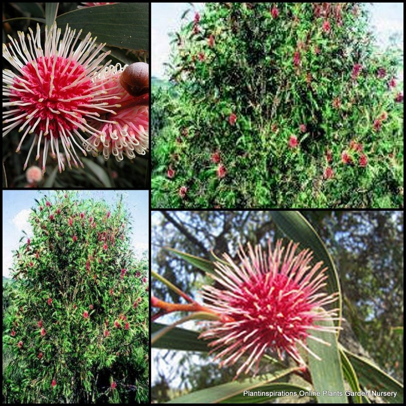 Hakea Pincushion 1 Plants Hardy Flowering Native Shrubs laurina
