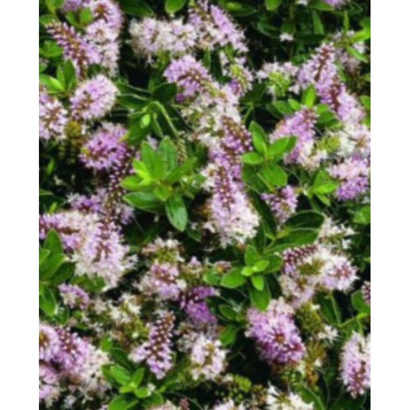 Hebe First Light 1 Plants White Purple Ground cover Flowers