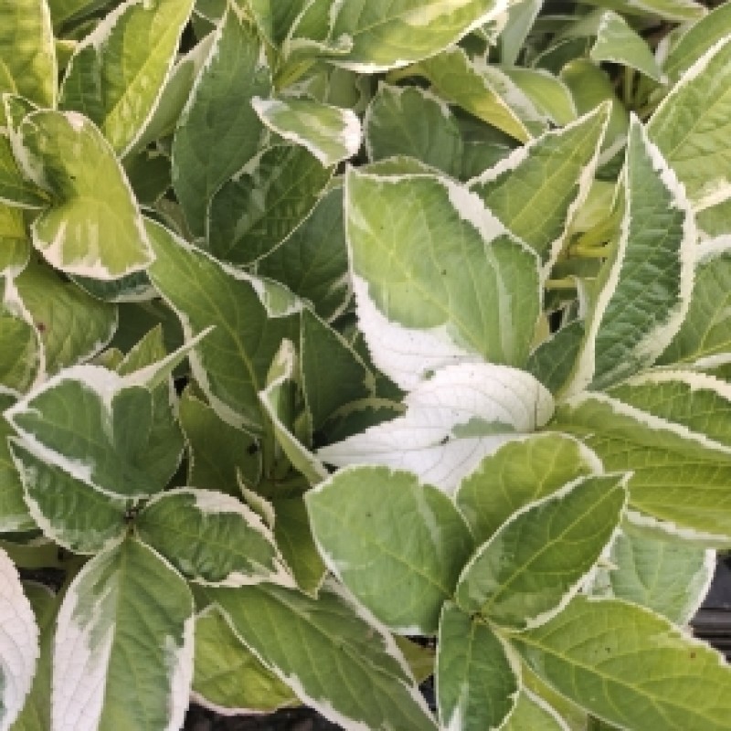 Variegated Hydrangea Maculata macrophylla Mariesii Variegata 1 Plants ...