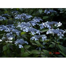 Plantinspirations Online Nursery - Cottage Garden - Blue/Purple Flowers