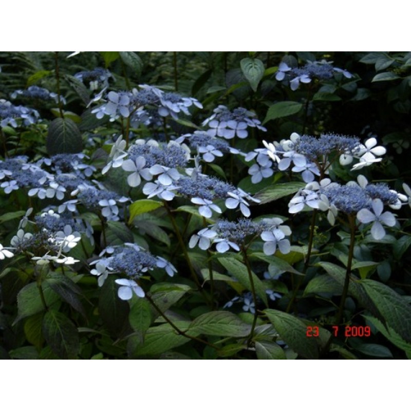 Hydrangea Blue Deckle x 1 Plant Lacecap Hardy Cottage Garden Shrubs ...