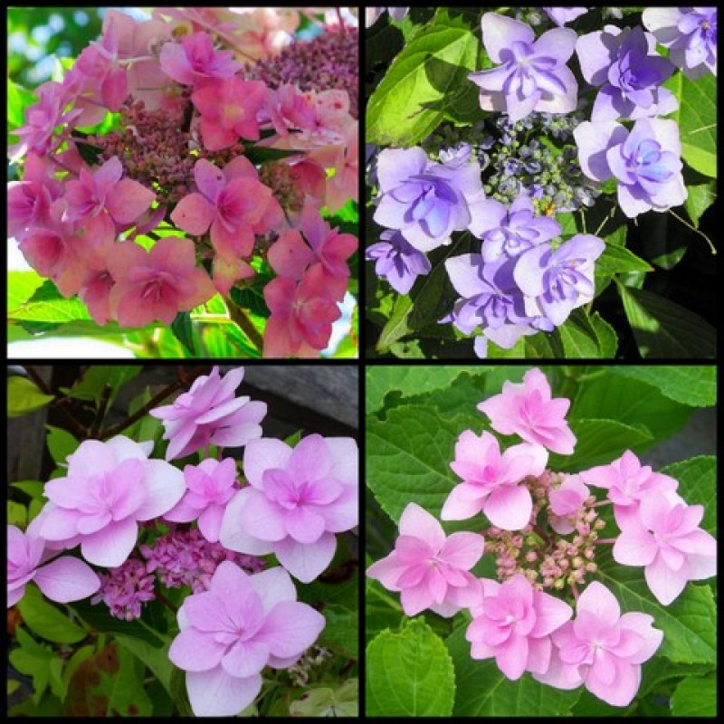 Hydrangea Jogasaki Double Lilac x 1 Plants Lacecap Hardy Shade Cottage ...