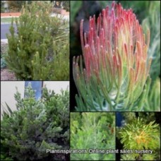 Plantinspirations Online Nursery - Australian Native Plants