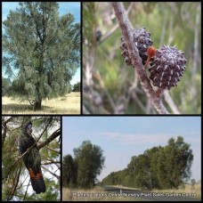 Plantinspirations Online Nursery - Australian Natives - Sheoak