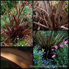 Plantinspirations Online Nursery - Dwarf Varieties