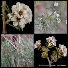 Plantinspirations Online Nursery - Australian Native Plants