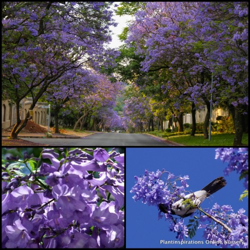 Jacaranda Blue 1 Plants Ornamental Trees Flowering mimosifolia