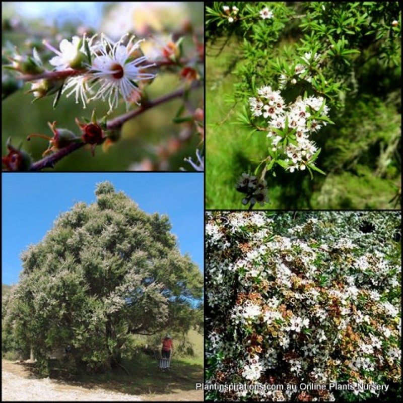 Kunzea ericoides 1 White Tea Tree Leptospermum Kanuka Plants Teatree
