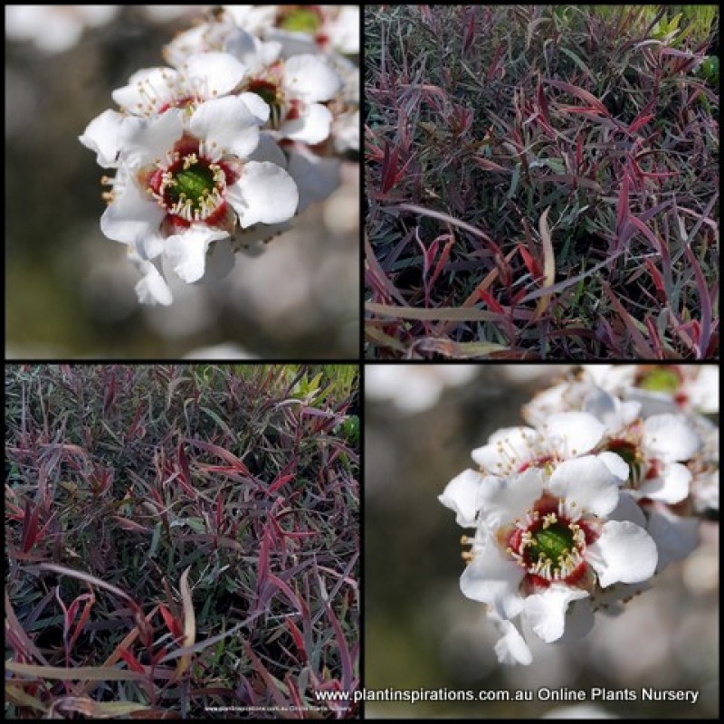 Leptospermum Burgundy 1 Native Plants Tea Tree morrisonii Shrubs