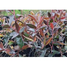 Plantinspirations Online Nursery - Australian Native Plants