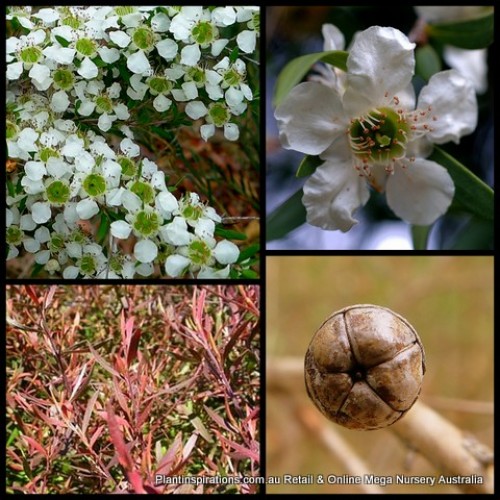 Leptospermum Tantoon 1 Plants Tea Tree Native Shrubs polygalifolium