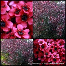 Plantinspirations Online Nursery - Australian Natives - Leptospermum ...