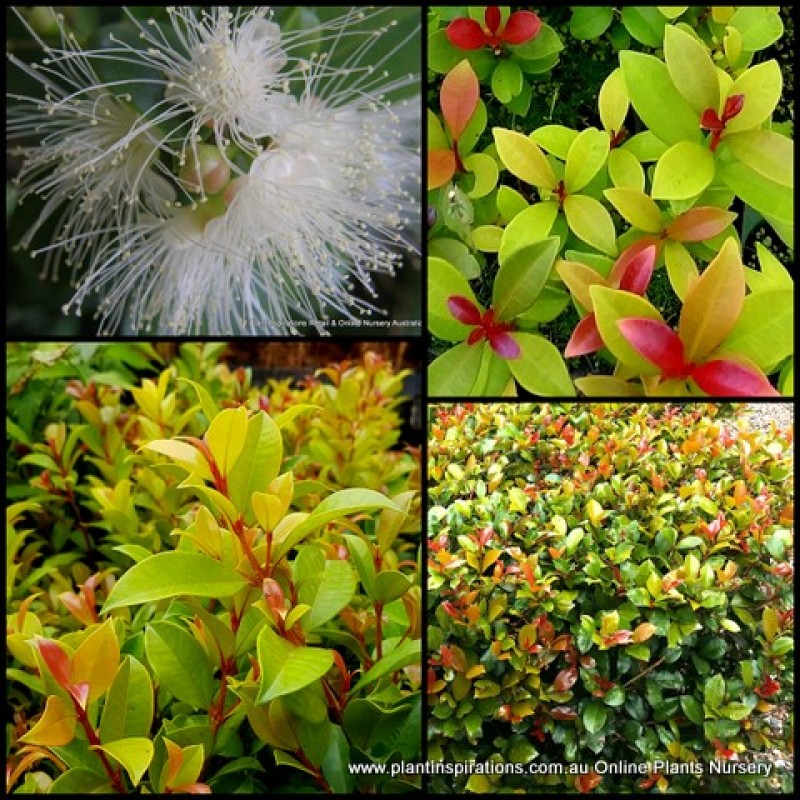 Lilly Pilly Elite 1 Plants Syzygium australe Lily White Flowering Bush ...