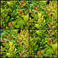 Plantinspirations Online Nursery - Australian Natives - Lilly Pilly