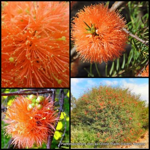 Melaleuca Apricot 1 Plants Orange Flowering Honey Myrtle fulgens
