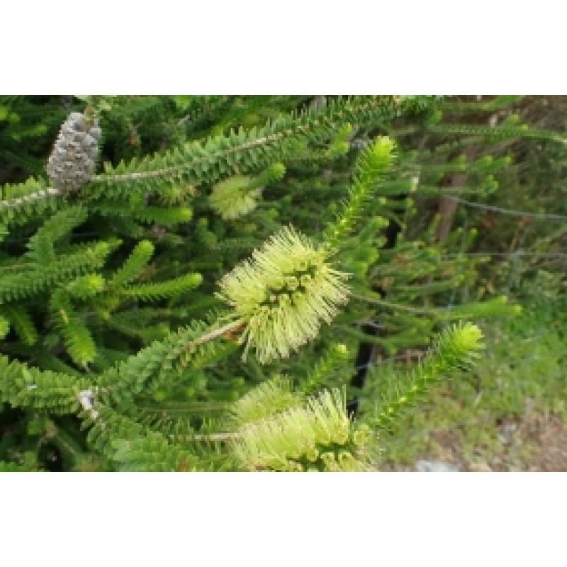 Melaleuca Green Honey Myrtle 1 Plants Native Shrubs diosmifolia