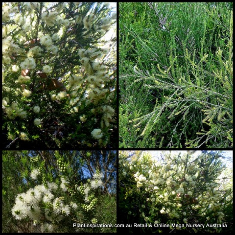 Melaleuca Swamp Paperbark 1 Plants Native Trees Shrubs ericifolia