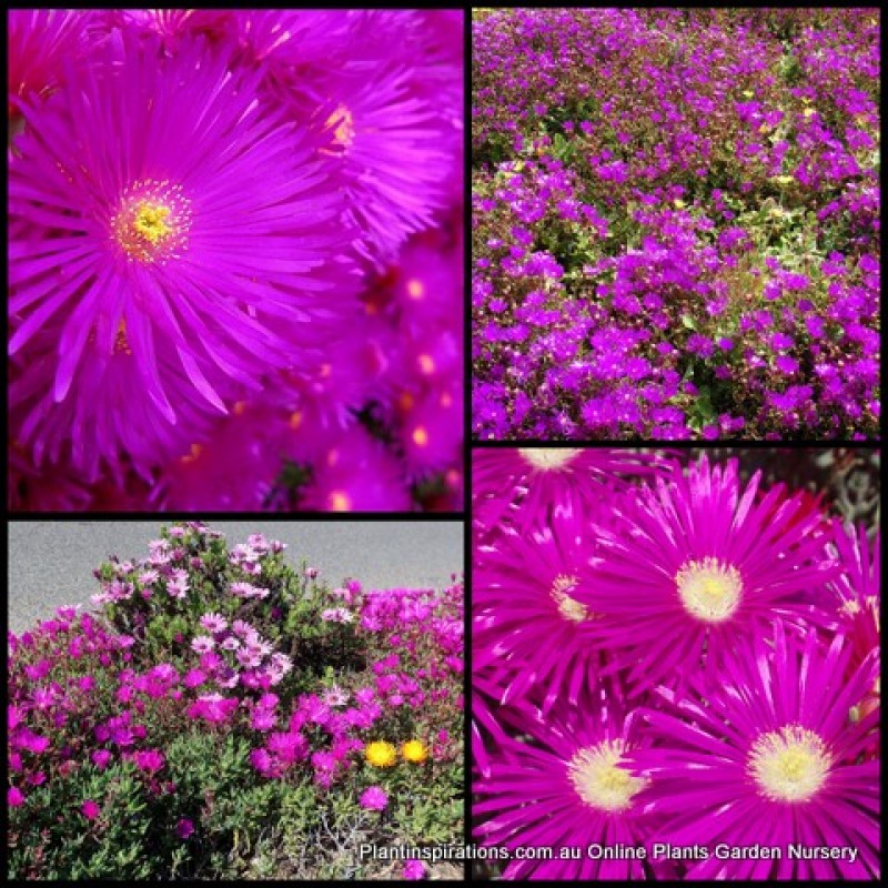 Pigface Purple 1 Succulents Plants Mesembryanthemum Lampranthus roseus ...